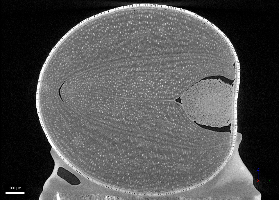 Micro-CT Systems for 3D and Dynamic 4D Imaging | Tescan